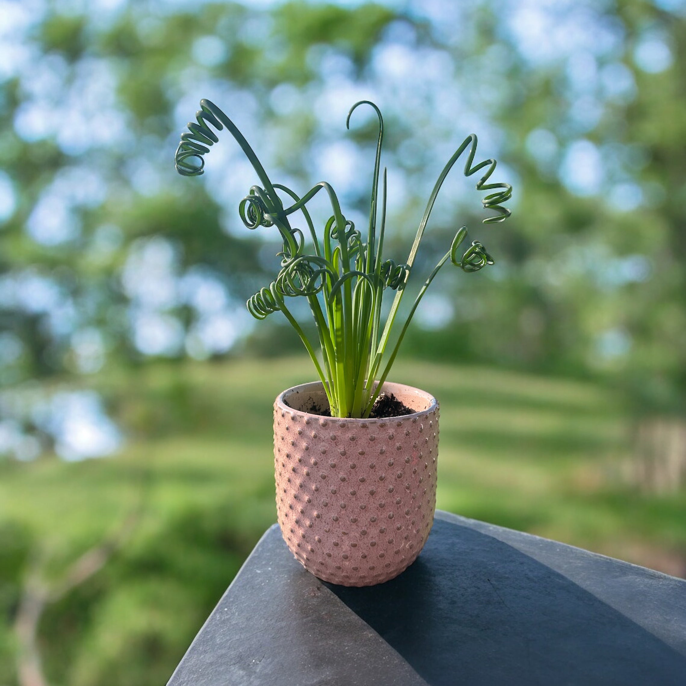 Plants – The Petal Parcel