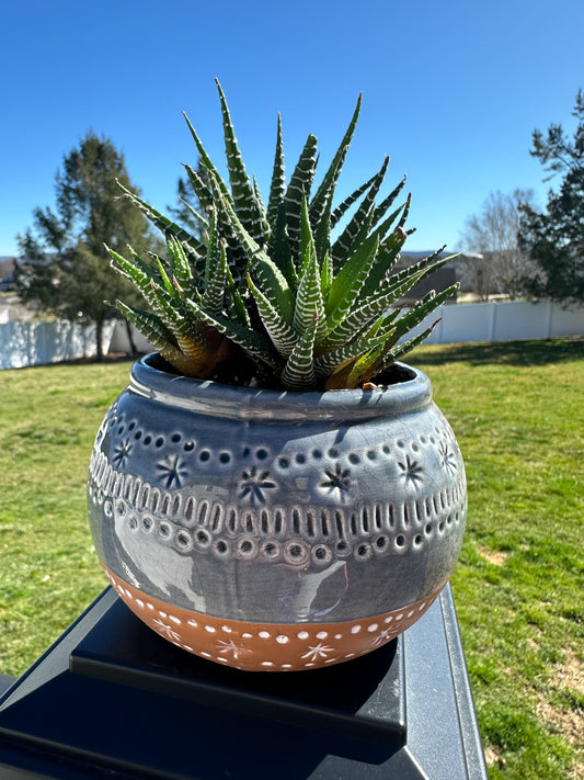 Plants – The Petal Parcel